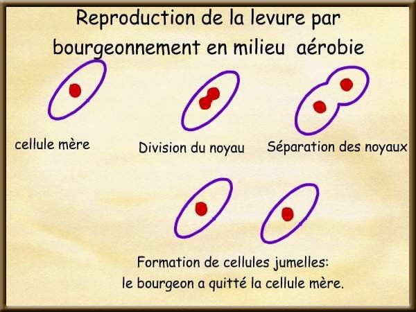 Rapport De Laboratoire Sur La Fermentation Des Levures