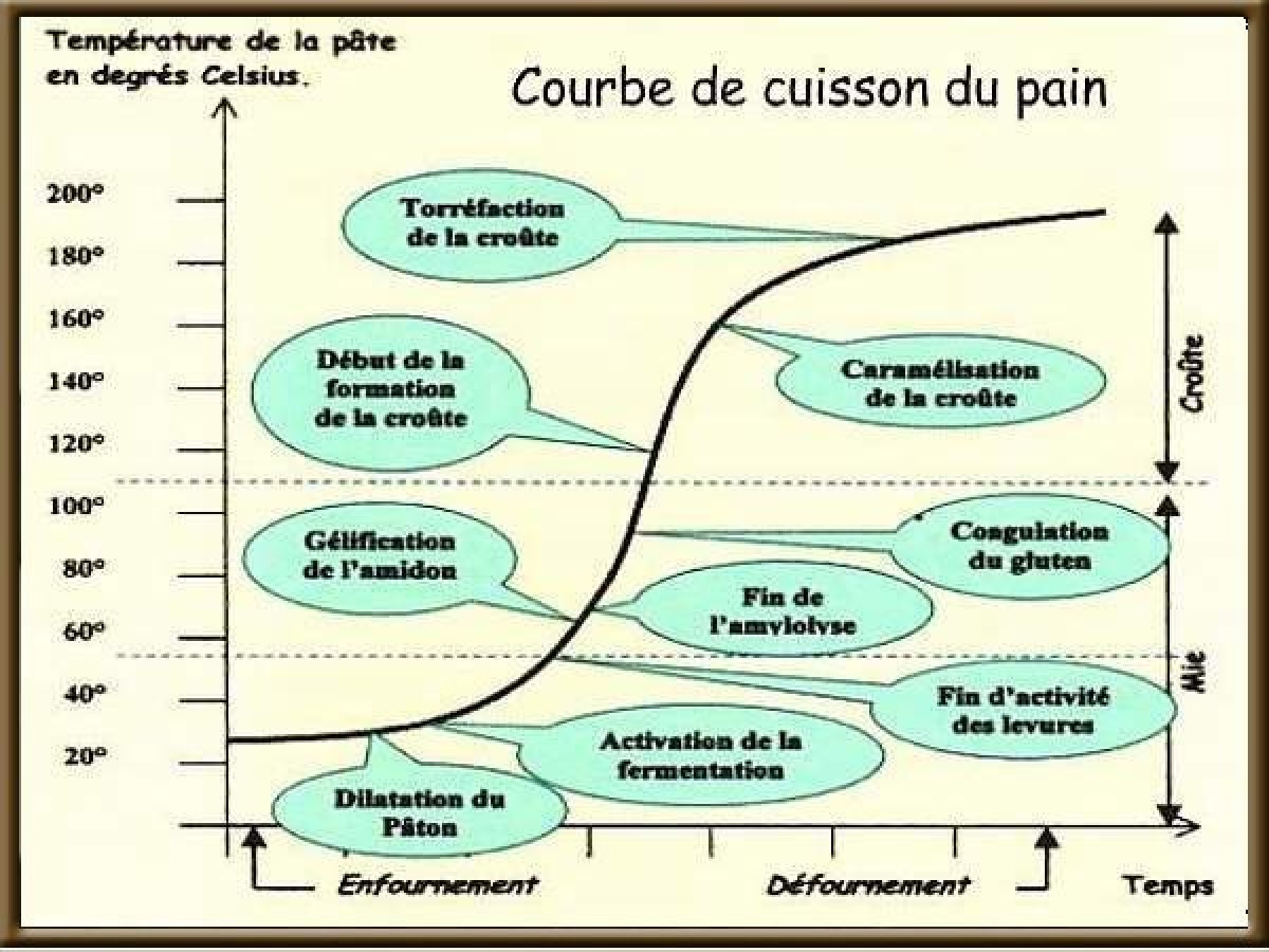 Le déroulement de la cuisson - Technomitron
