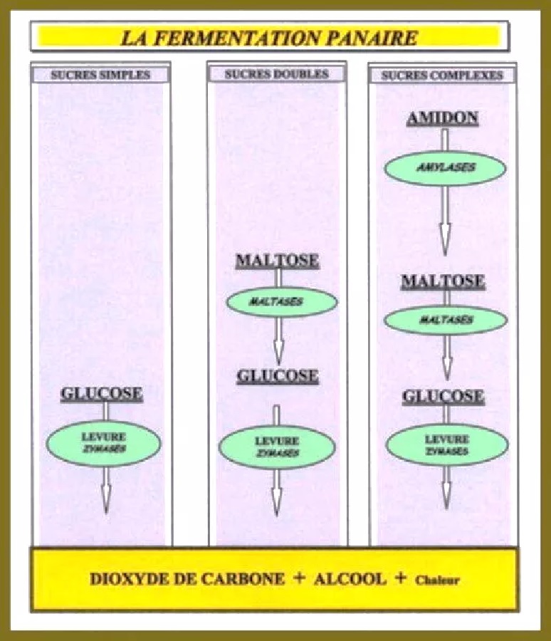 Laboratoire De Fermentation De Levure